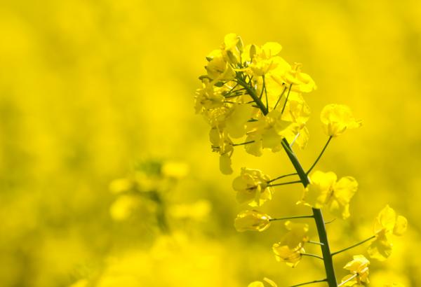 Tory MPs push Liberals on China’s canola crackdown - The Hill Times Tory MPs push Liberals on China’s canola crackdown - The Hill Times